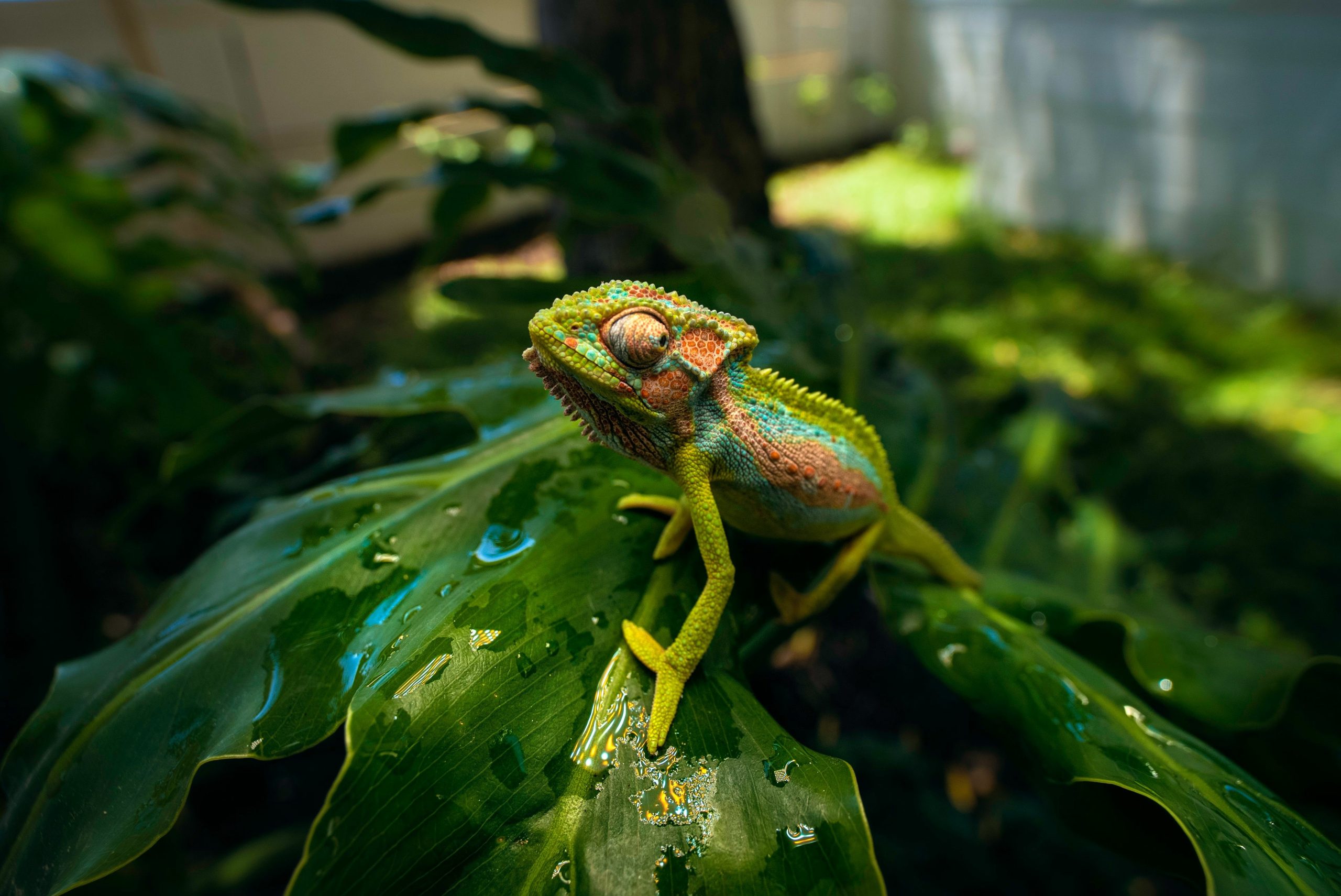 Dehydration In Chameleons: Symptoms, Causes, Treatment - Reptile Craze