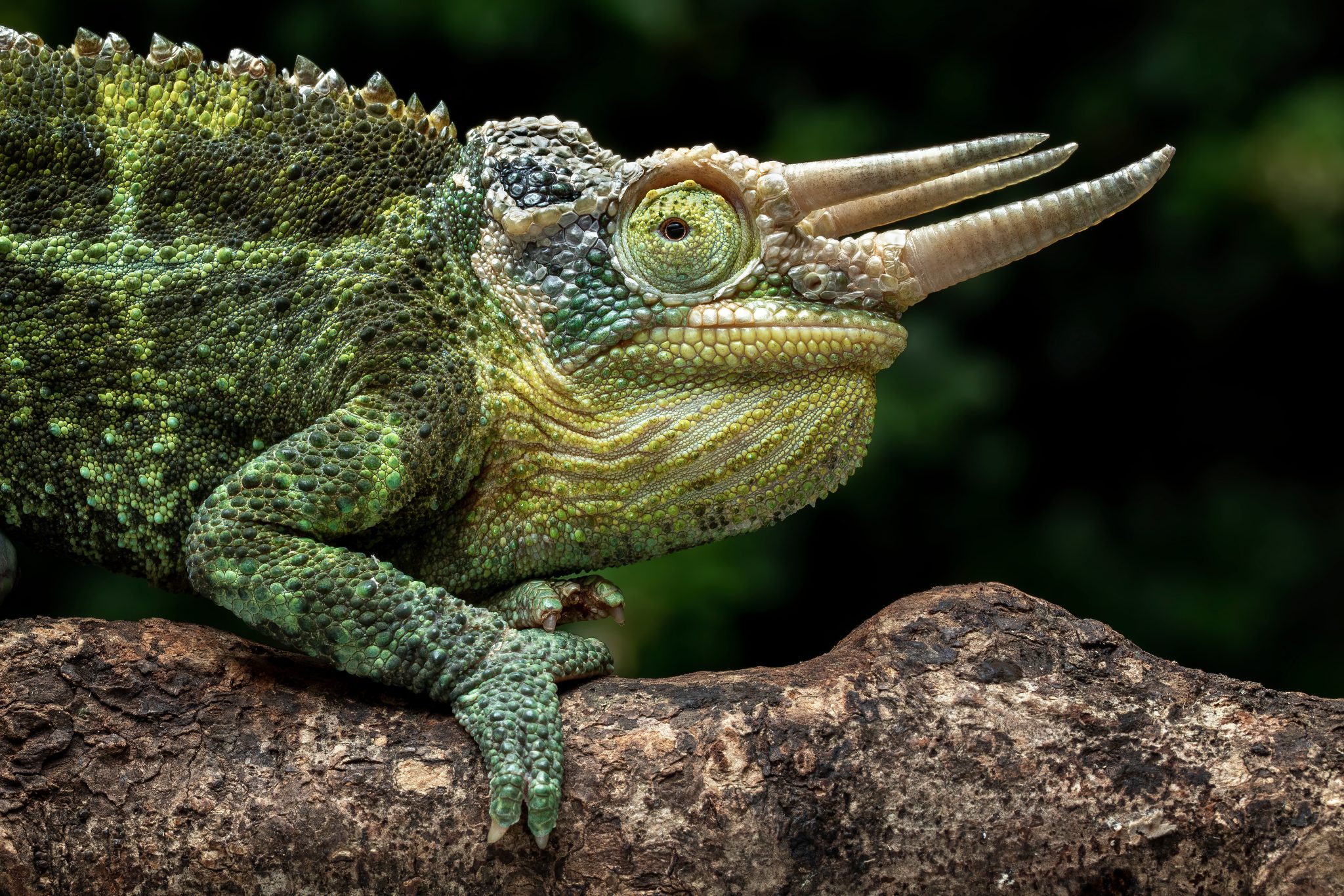 Why Your Chameleon Is Dark Green (Meaning Of Dark Colors) - Reptile Craze