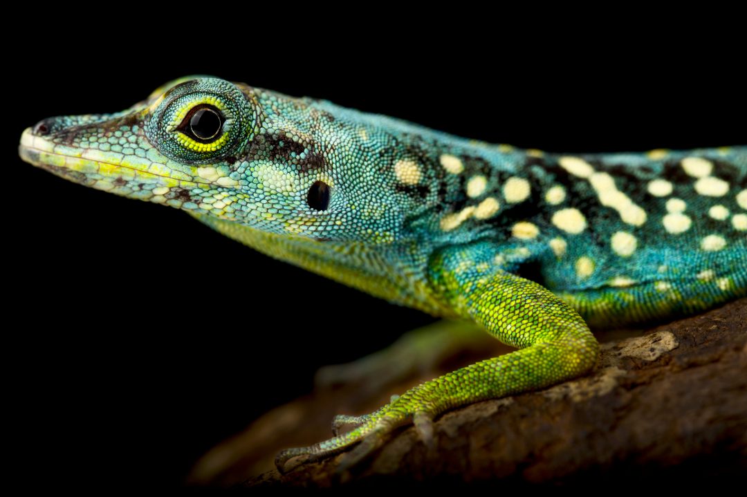 Blue Green Anoles: Everything You Need To Know - Reptile Craze