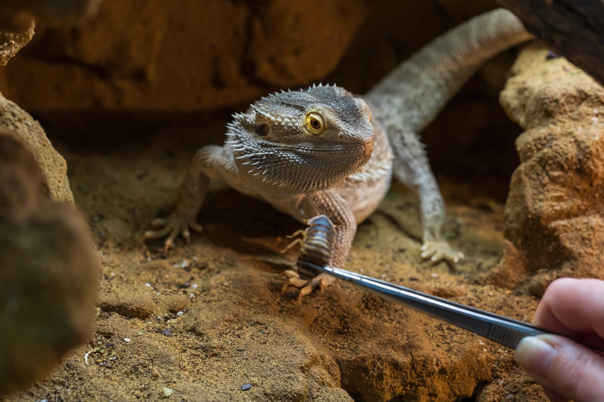 Tail Rot In Bearded Dragons: Identification And Treatment - Reptile Craze