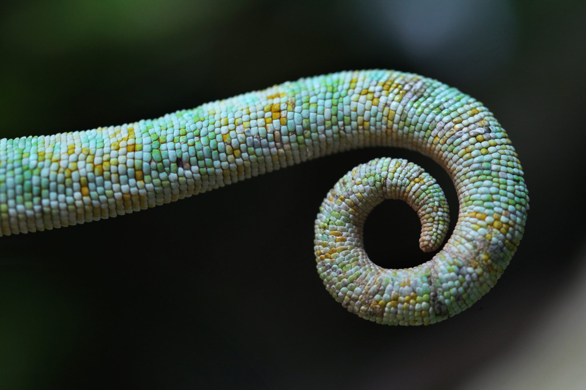 Tail Rot In Chameleons: Identification, Causes & Treatment - Reptile Craze