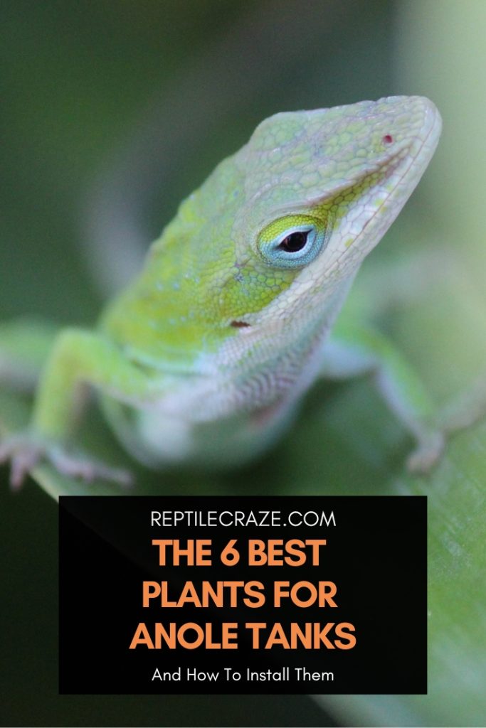 The 6 Best Plants For Anole Terrariums - Reptile Craze