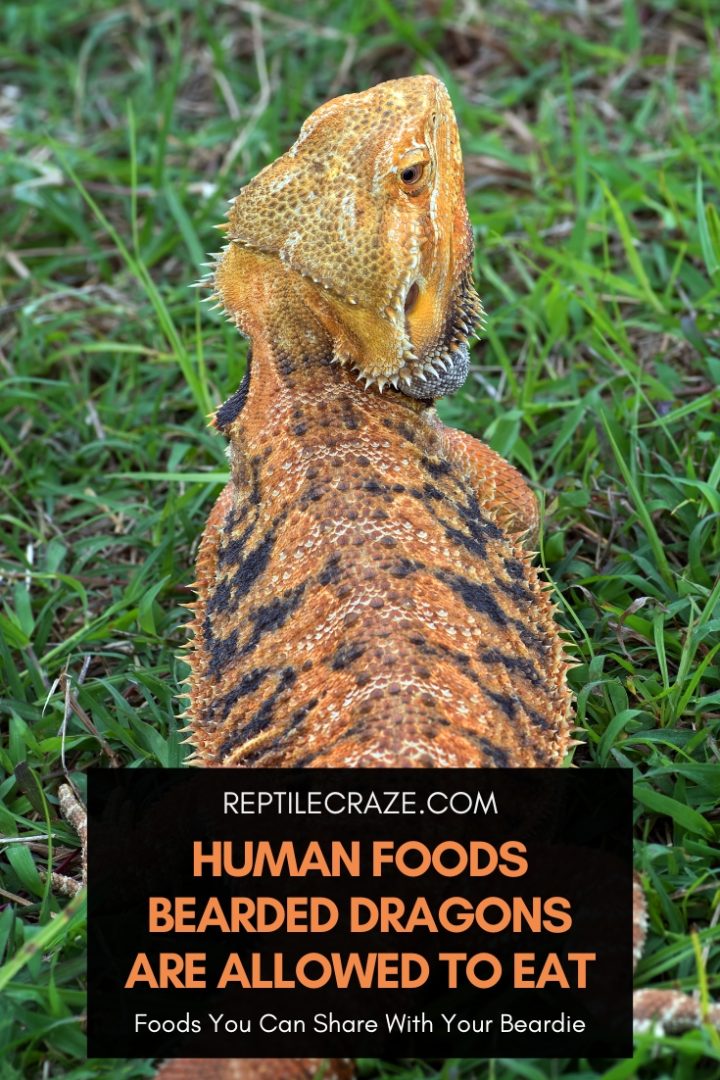 What Human Foods Can Bearded Dragons Eat? - Reptile Craze