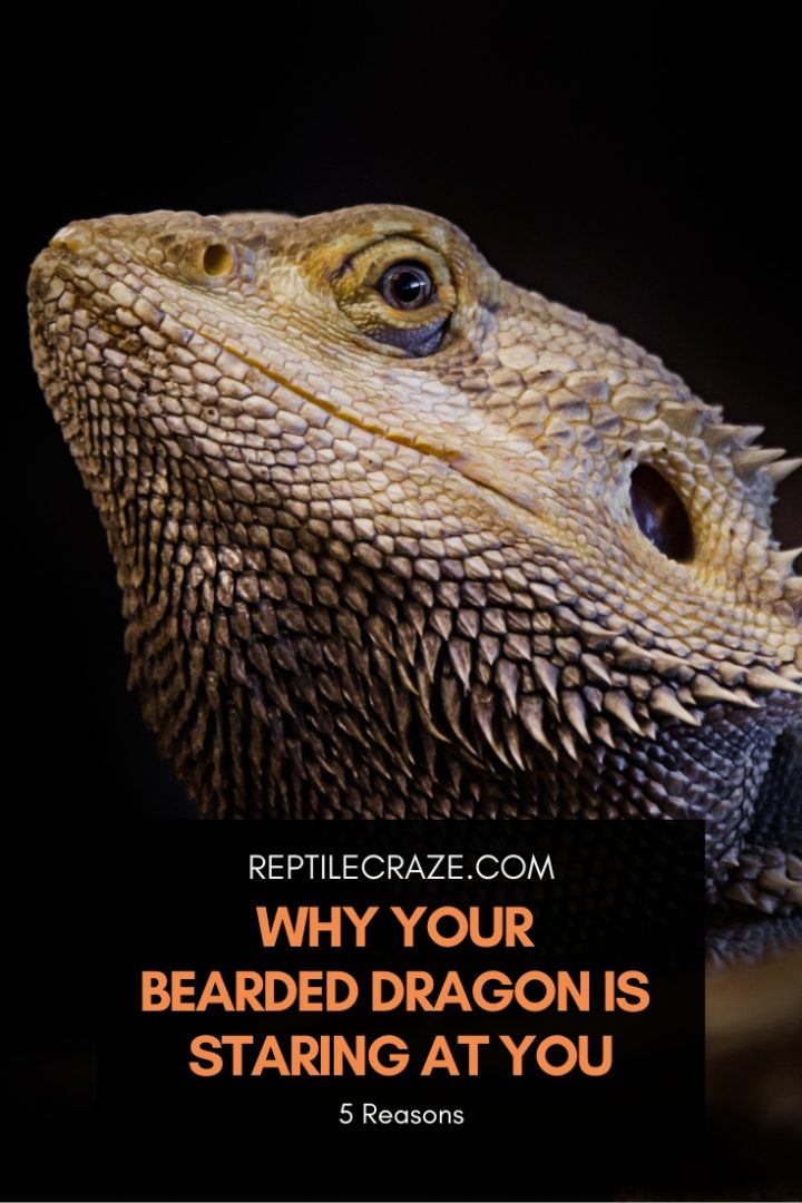 5 Reasons Why Your Bearded Dragon Stares At You - Reptile Craze
