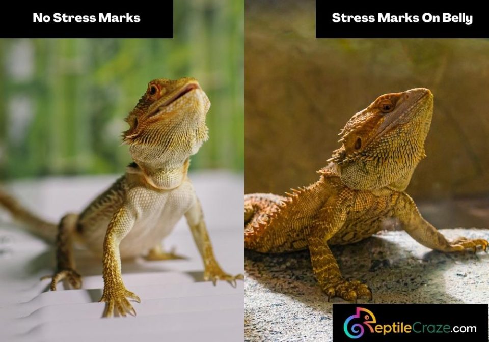 Bearded Dragon: Stress Marks And Other Stress Signs - Reptile Craze