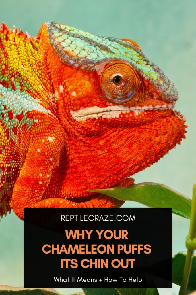 Why Your Chameleon Puffs Its Chin Out Reptile Craze