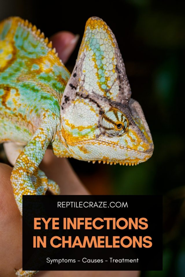 Eye Infections In Chameleons: Symptoms And Treatment - Reptile Craze