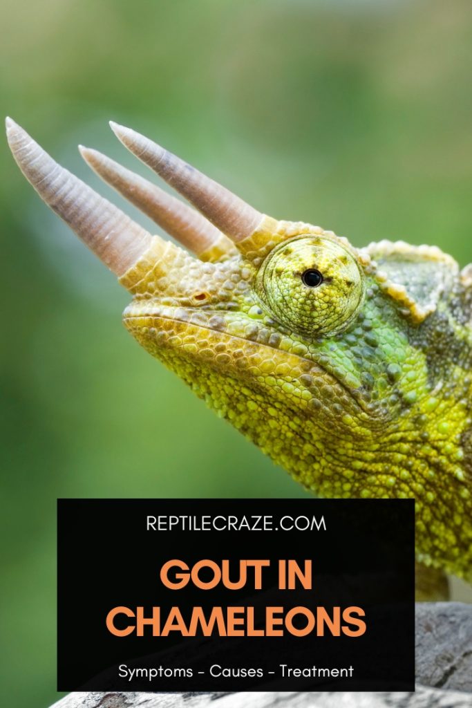 Gout In Chameleons: Symptoms, Causes, Treatment - Reptile Craze