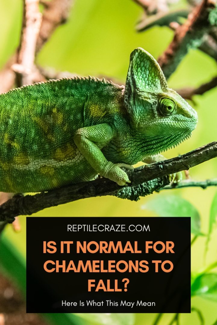 Is It Normal For Chameleons To Fall? What This May Mean - Reptile Craze