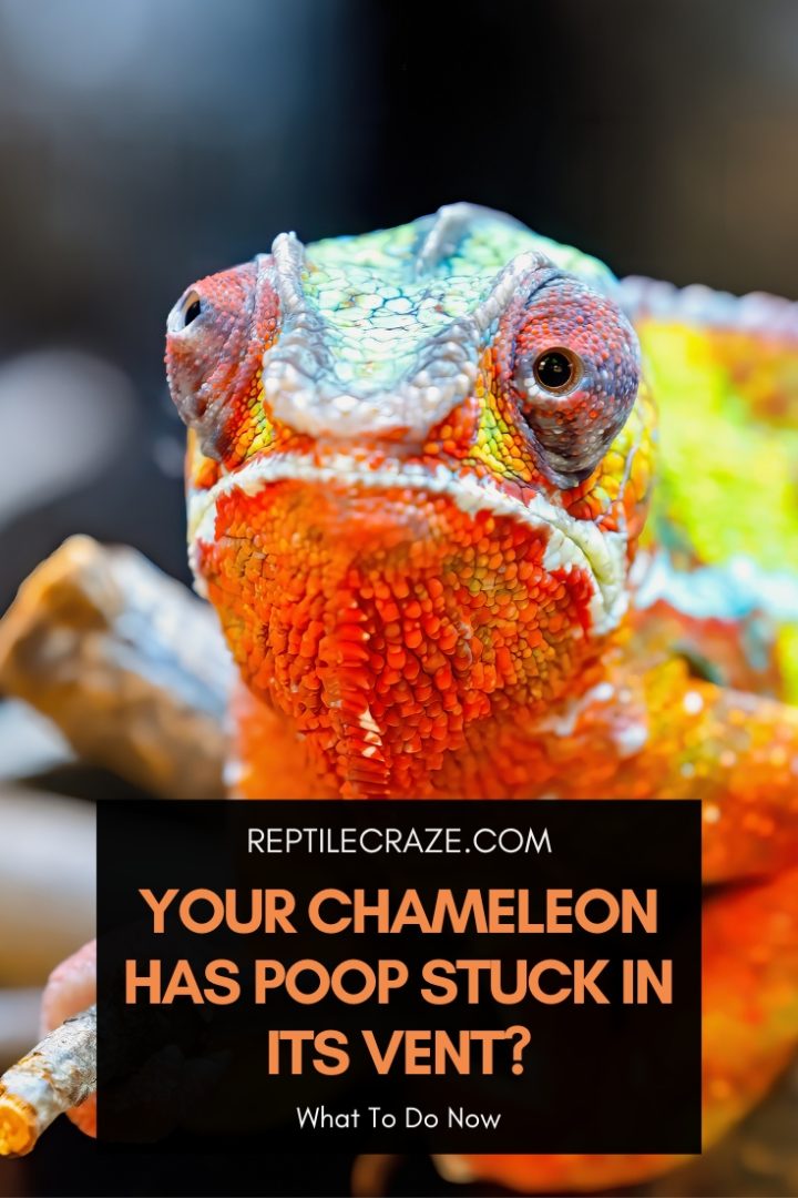 What To Do If Your Chameleon Has Poop Stuck In Its Vent - Reptile Craze