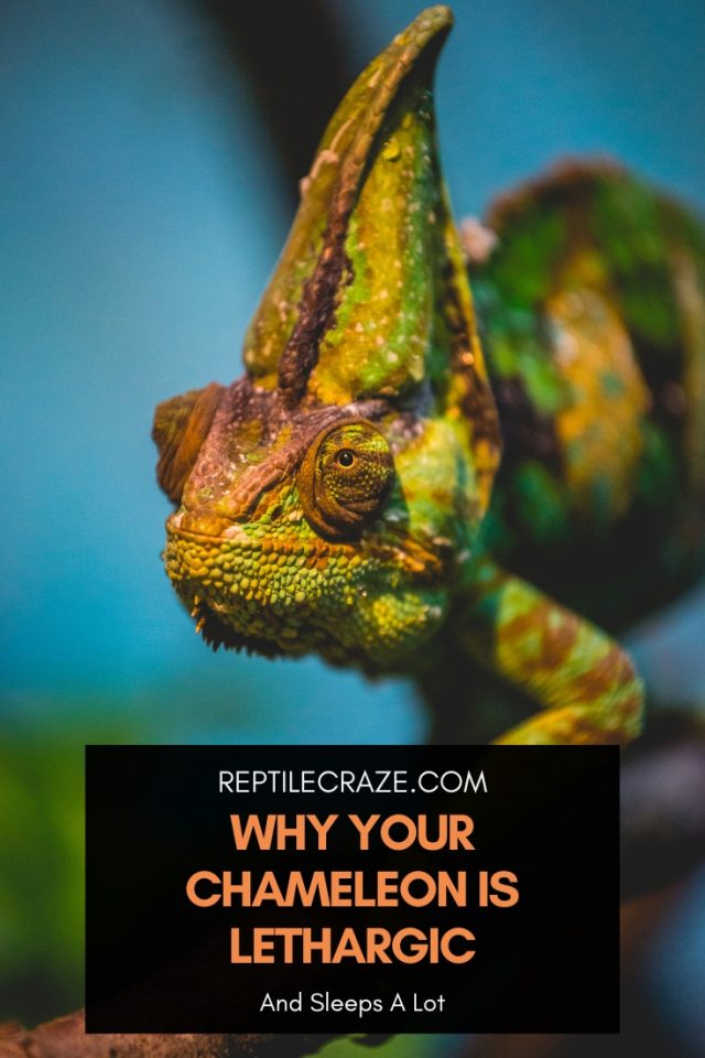 8 Reasons Why Your Chameleon Is Lethargic And Sleeps A Lot - Reptile Craze