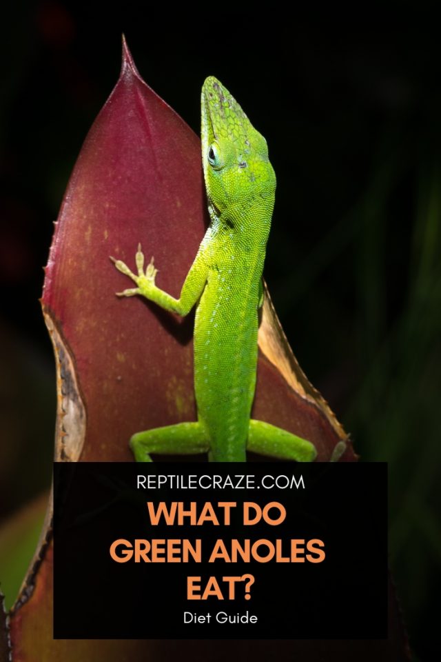 What Do Green Anoles Eat? How To Properly Feed Them - Reptile Craze