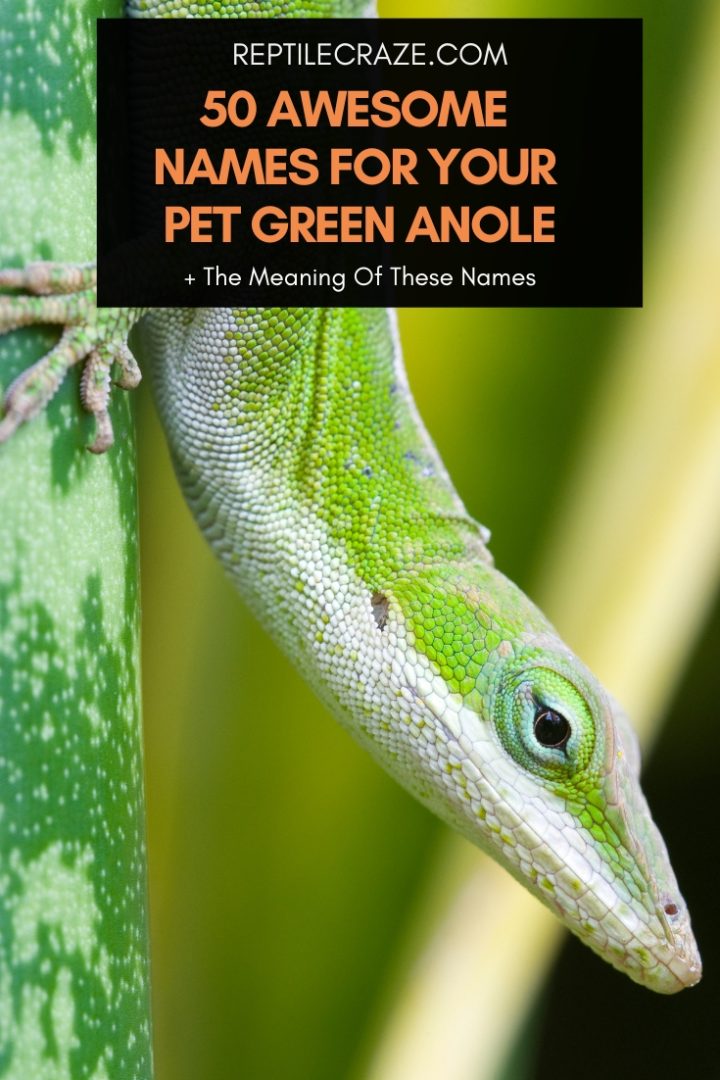 Green Anole Egg Care Guide And Breeding Facts - Reptile Craze