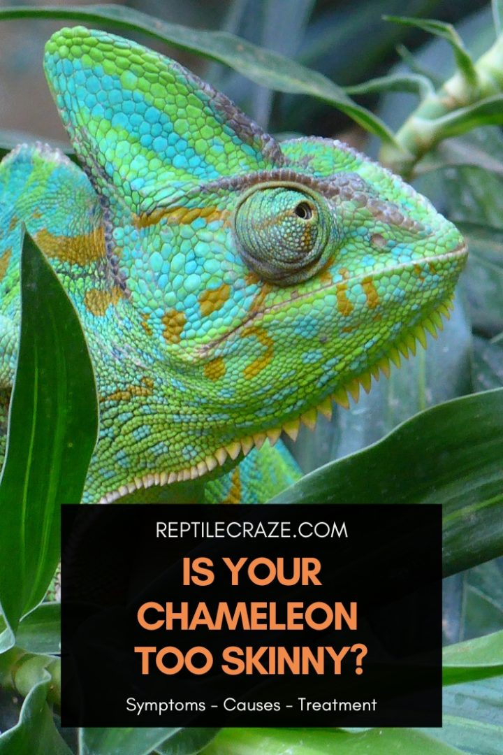 Is It Normal For Chameleons To Fall? What This May Mean – Reptile Craze