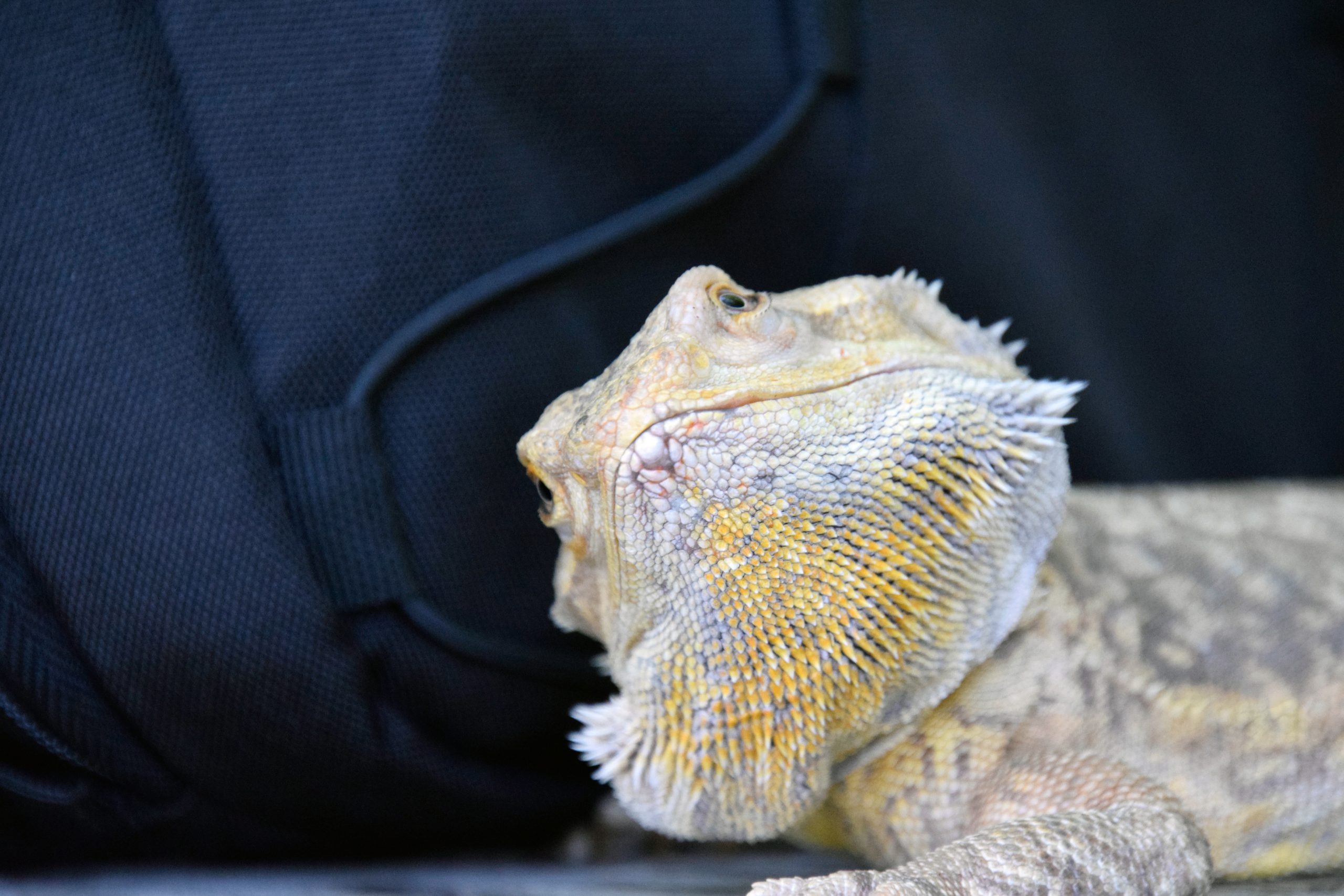 Why Your Bearded Dragon's Poop Is Green - Reptile Craze
