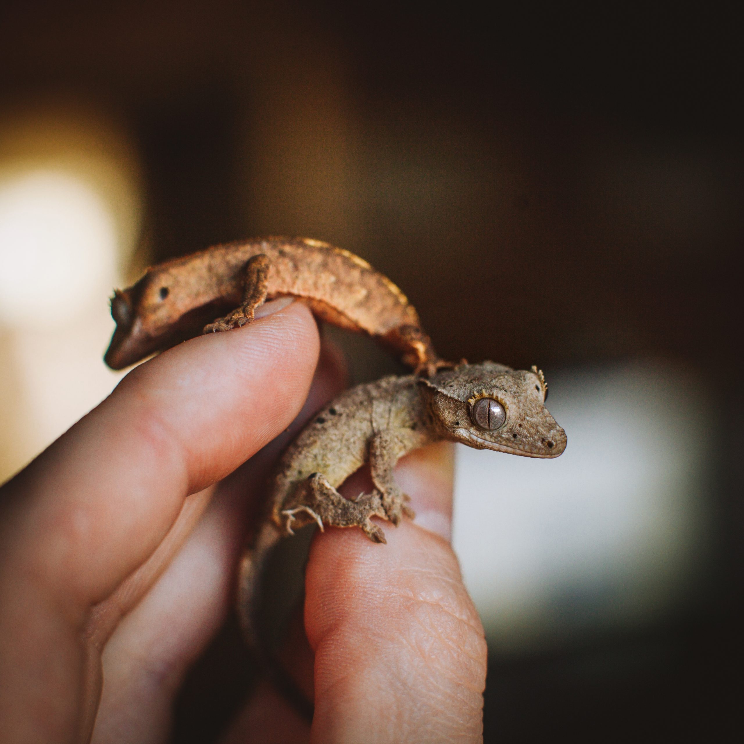 Tail Rot In Crested Geckos: Causes And How To Stop It - Reptile Craze