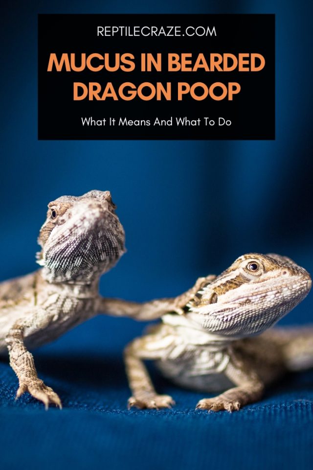 Mucus In Bearded Dragon Poop: What It Means And What To Do - Reptile Craze