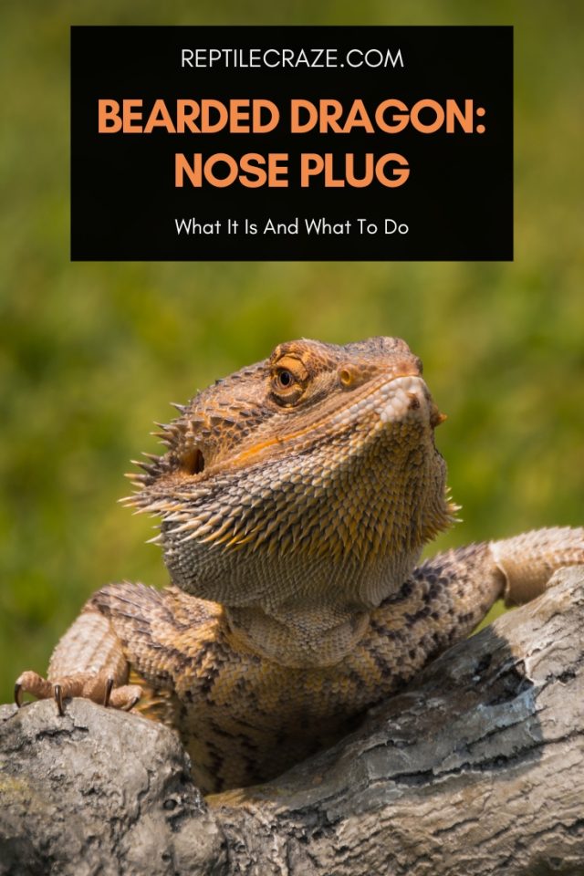 Why Bearded Dragons Have Nose Plugs (How To Clean) - Reptile Craze