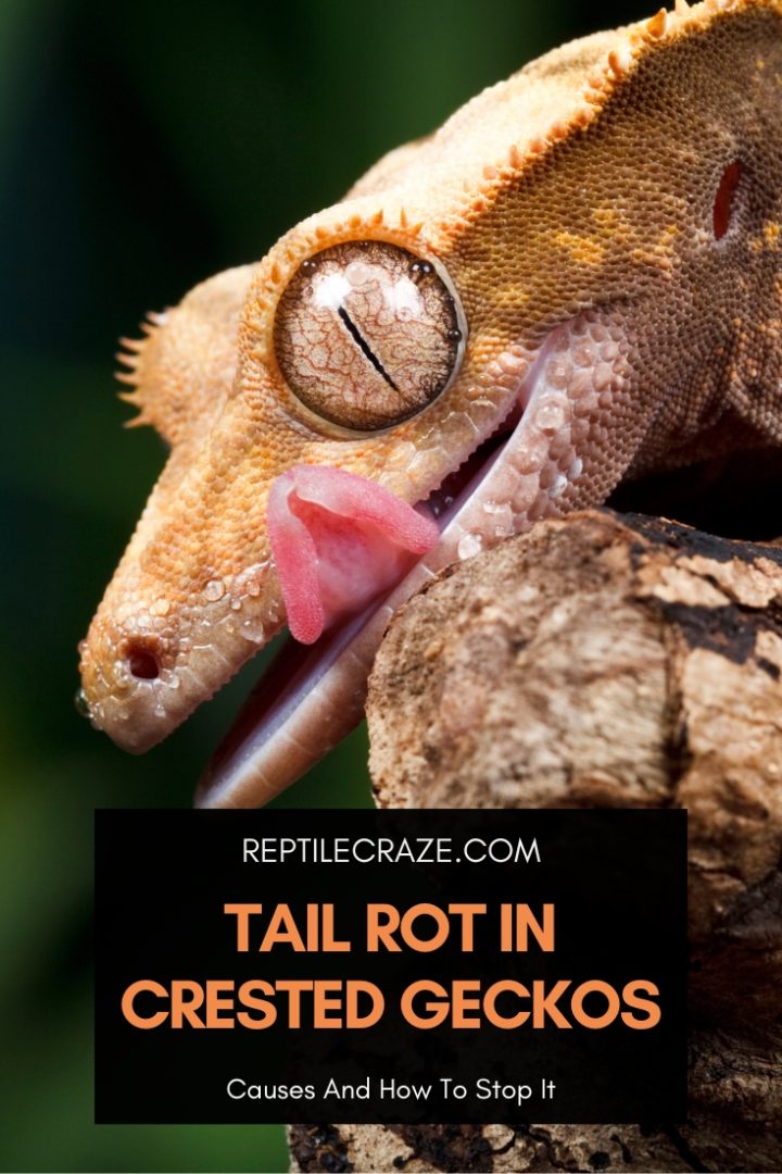 Tail Rot In Crested Geckos: Causes And How To Stop It - Reptile Craze