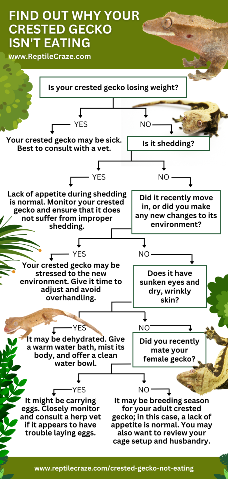 14 Reasons Why Your Crested Gecko Isn't Eating & How To Help - Reptile ...