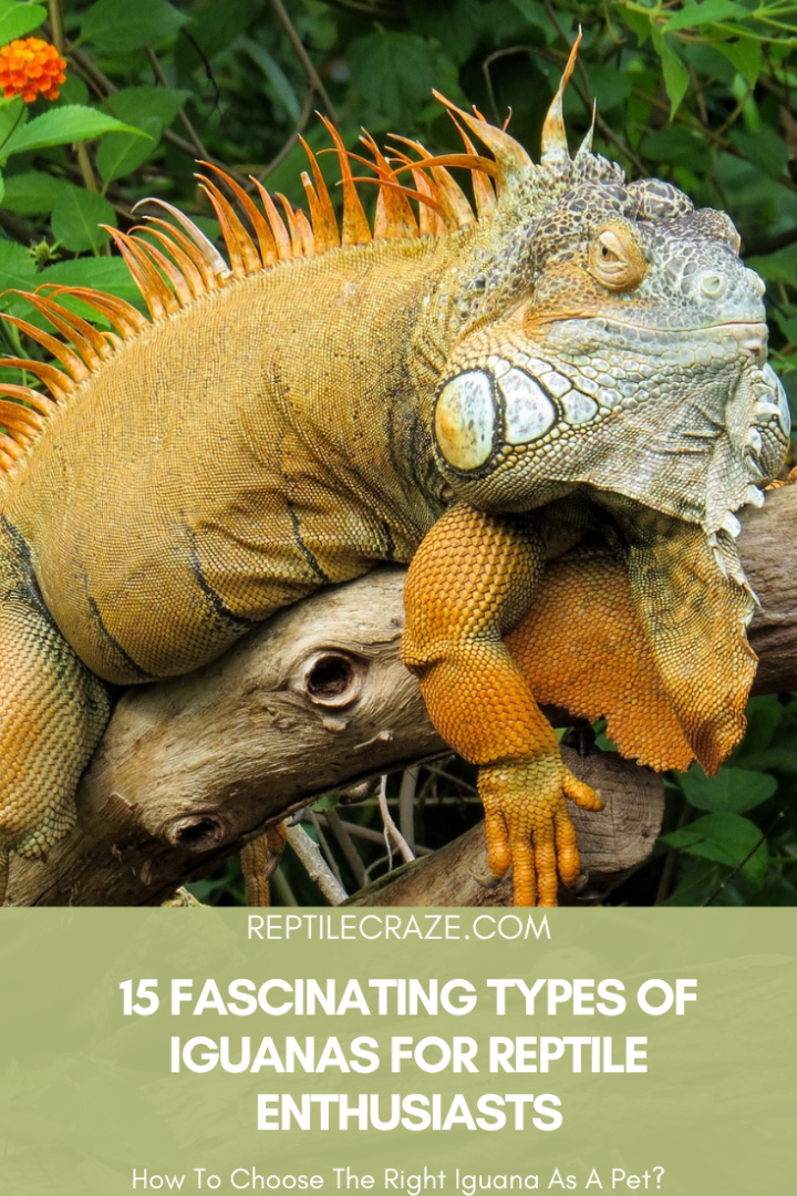Iguana Archives - Reptile Craze