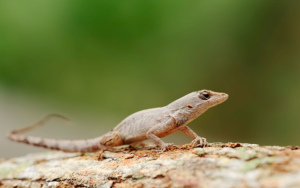 The 40 Types Of Lizards Found In Florida (With Descriptions) - Reptile ...