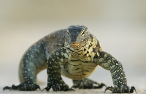 The 40 Types Of Lizards Found In Florida (With Descriptions) - Reptile ...
