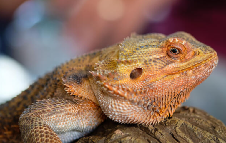 Bearded Dragon Profile - Reptile Craze