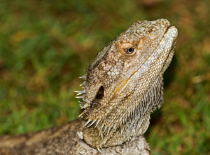 Bearded Dragon Profile - Reptile Craze