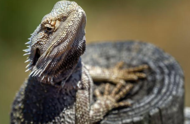 Bearded Dragon Profile - Reptile Craze