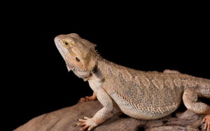 Bearded Dragon Profile - Reptile Craze