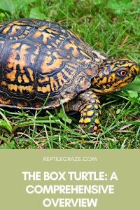 The Box Turtle: A Comprehensive Overview - Reptile Craze