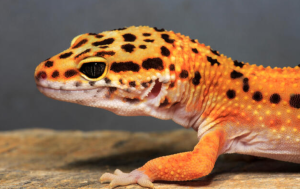 Leopard Gecko Profile - Reptile Craze