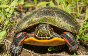 Eastern Painted Turtle Profile - Reptile Craze