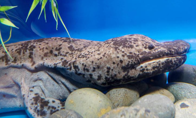 Chinese Giant Salamander Profile - Reptile Craze