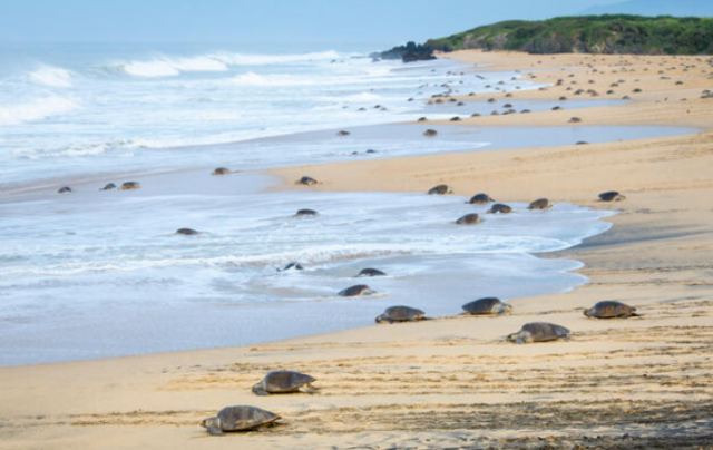11 Amazing Sea Turtle Facts - Reptile Craze