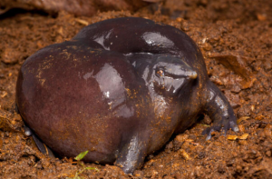 Weirdest Types of Frogs - Reptile Craze