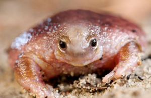 Weirdest Types of Frogs - Reptile Craze