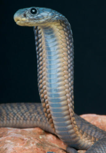 Arabian Cobra: A Desert Dweller with a Deadly Bite - Reptile Craze