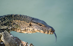 Asian Water Monitor: A Fascinating Giant of Southeast Asia - Reptile Craze