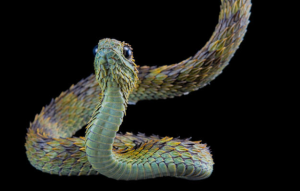 The Fascinating World of the Spiny Bush Viper - Reptile Craze