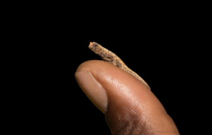 Discover the Marvel of Brookesia Micra: The World's Tiniest Chameleon ...