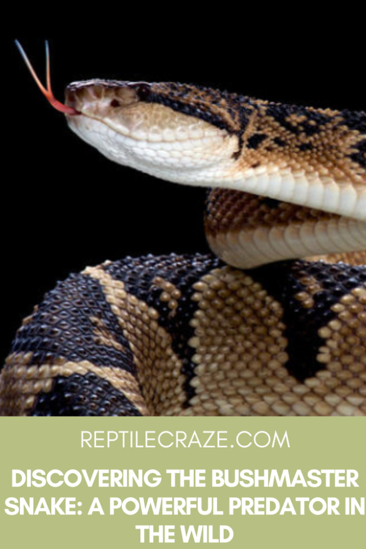 The Bullsnake: Nature's Farmers' Friend - Reptile Craze