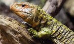 The Caiman Lizard: A Comprehensive Guide to This Unique Reptile ...