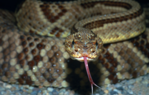 Cascabel: The Tropical Rattlesnake of Central and South America ...