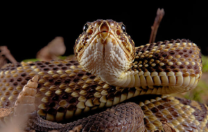 Cascabel: The Tropical Rattlesnake of Central and South America ...