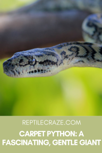 The Carpet Viper: A Deadly Snake with a Small Stature - Reptile Craze