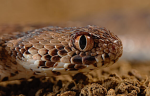 The Carpet Viper: A Deadly Snake with a Small Stature - Reptile Craze