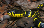 Cat Snake: The Nocturnal Hunter with Cat-Like Eyes - Reptile Craze