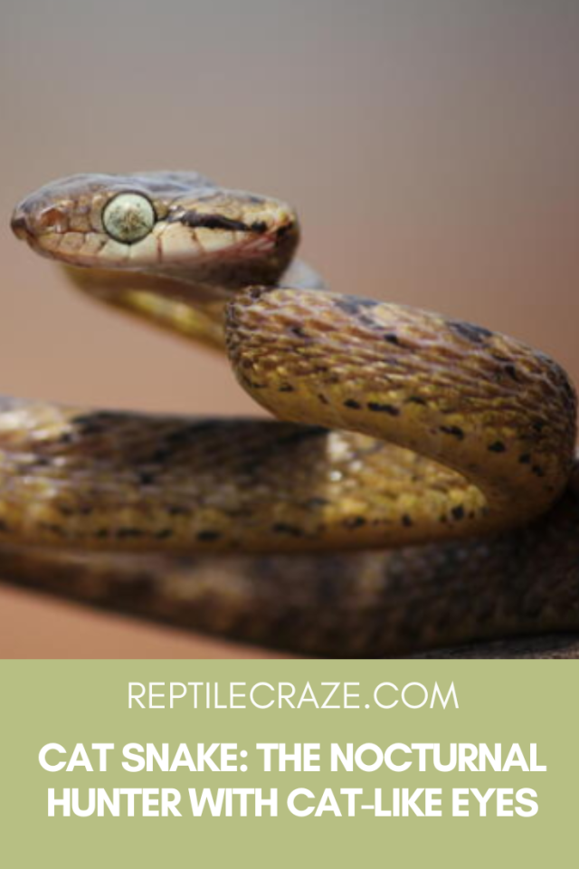 Cascabel: The Tropical Rattlesnake of Central and South America ...